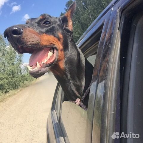 Собака доберман