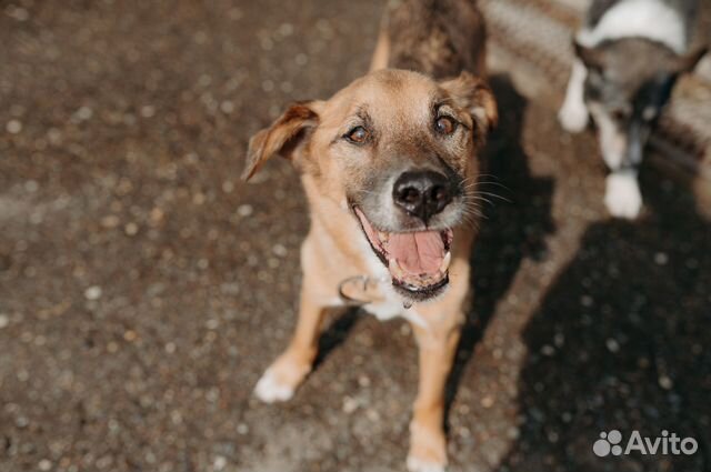 Лёва замерзнет в приюте зимой