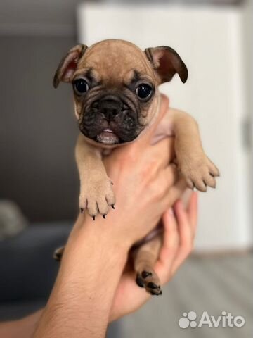 Франзуский бульдог