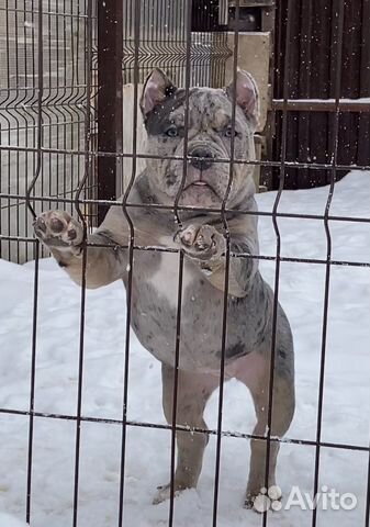 Прекрасная девочка булли