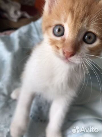 Солнечное чудо