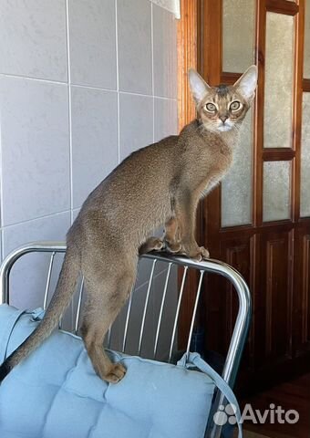 Абиссинская