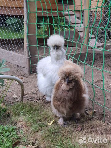 Куры несушки китайские шёлковые