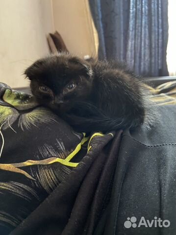 Отдаем кошку, в добрые заботливые руки, вислаухая