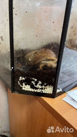 Яйца улиток