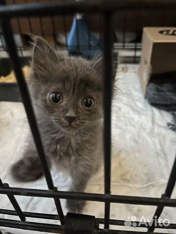 Отдам котенка в добрые руки