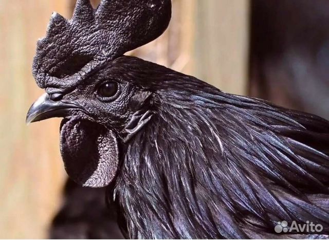 Аям Цемани инкубационное яйцо