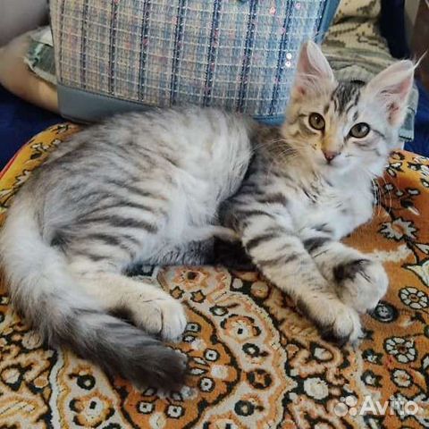 Котюньки милые и игривые