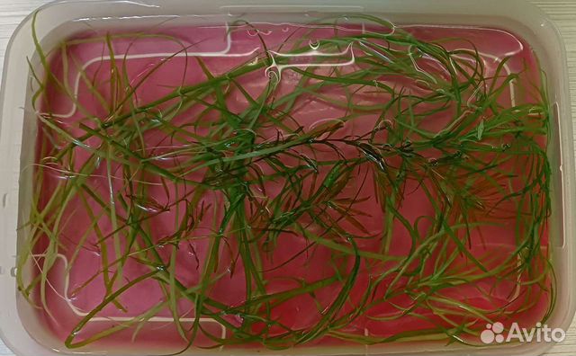 Погостемон октопус и наяс