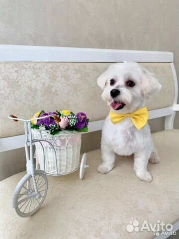 Мальтезе, мальтийская болонка мальчик 1,5 года