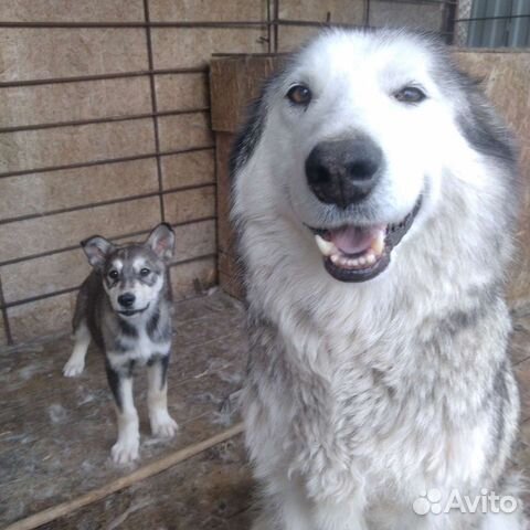 Аляскинский маламут щенки