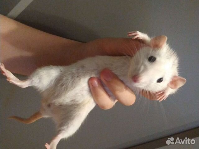 Крыса дамбо