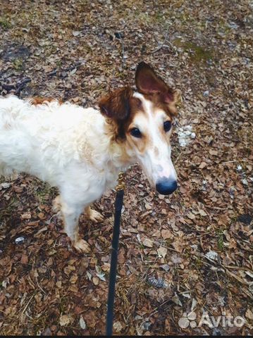 Русская борзая