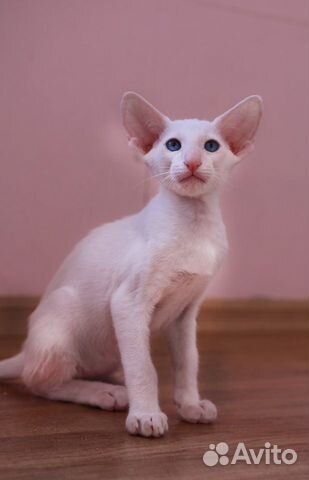 Ориентальные котята