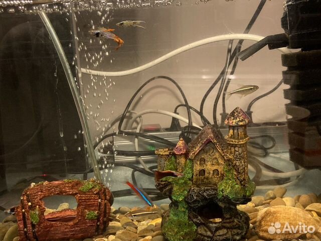 Самцы гуппи(поменяю на самок или растение)