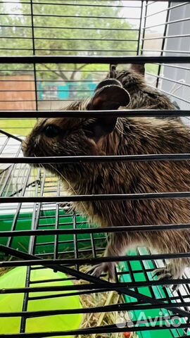 Белки дегу с клеткой