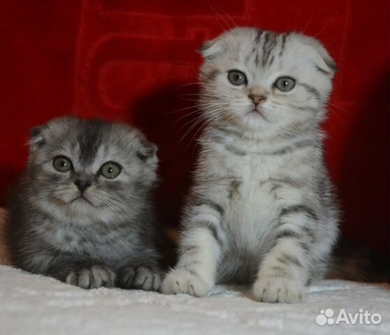 Вислоухие серебро