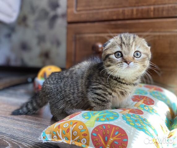 Девочка-малышка (короткие лапки)