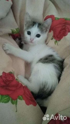 Кошка в дар