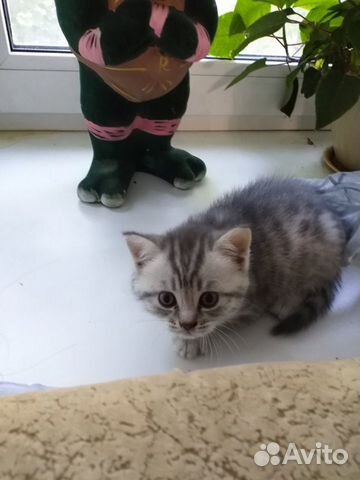 Котенок