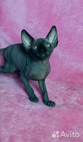 Канадский сфинкс черная девочка и 2 мальчика