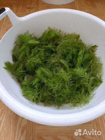 Прополка роголистник бесплатно