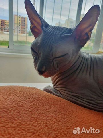 Донской сфинкс вязка(кошечка ищет жениха)