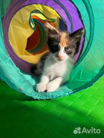 Котенок в добрые руки