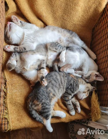 Милые котята ищут семью