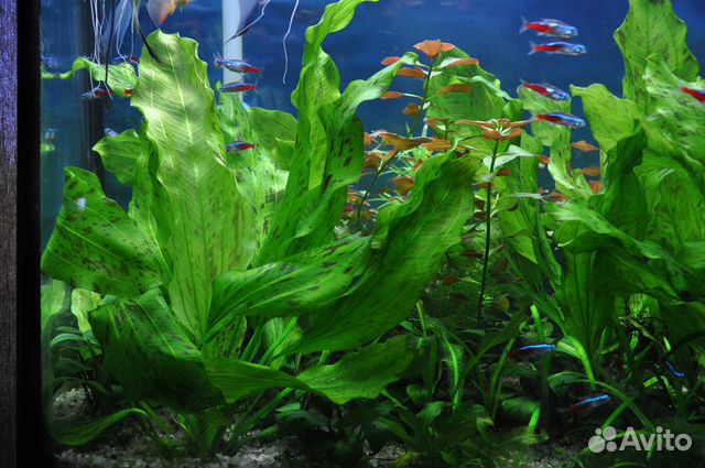 Эхинодорус Оцелот