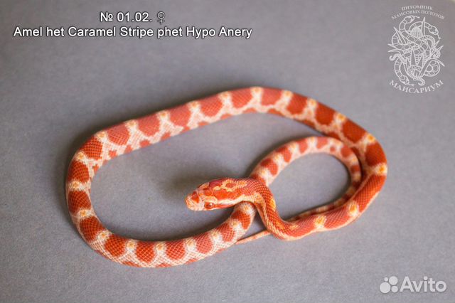 Змея Маисовый полоз Альбинос самка