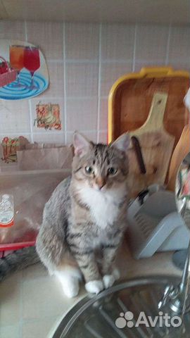 Кошки в добрые руки