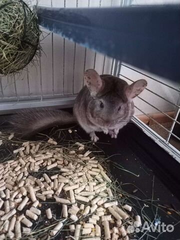 Шиншилла с клеткой
