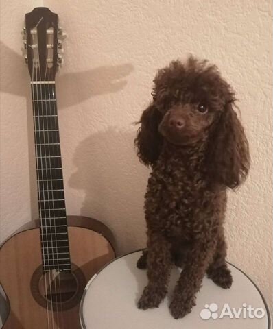 Вязка кобель пудель Той