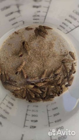 Грунтовые улитки мелании