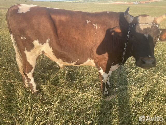 Быки на мясо