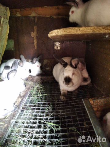 Калифорнийцы