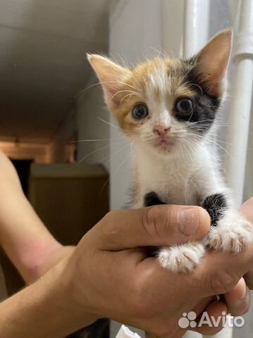 Кошка маленький милый котик