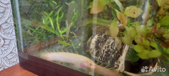 Полиптерус сенегальский альбинос