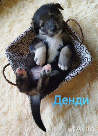 Отдам щенков в добрые руки бесплатно