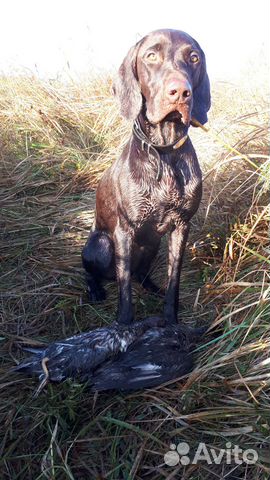 Курцхаар вязка