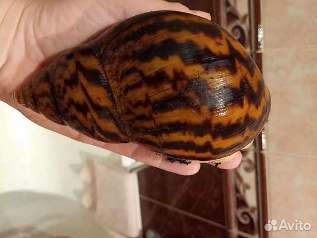 Ахатина Тигр