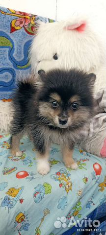 Щенки шпица