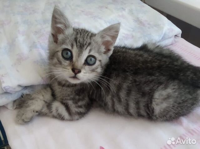 Очаровательная малышка 1,5-2мес