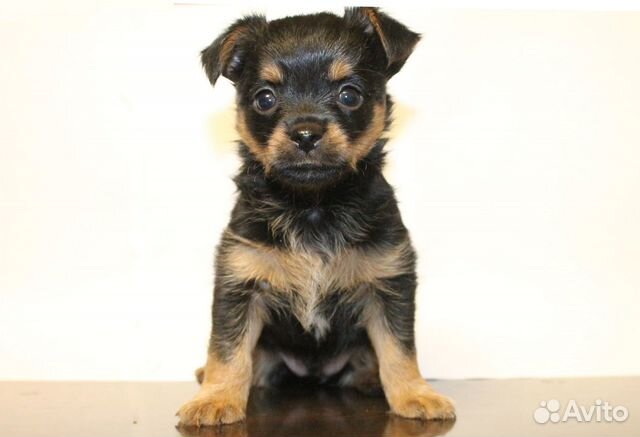 Щенки Чихуа и Йорка