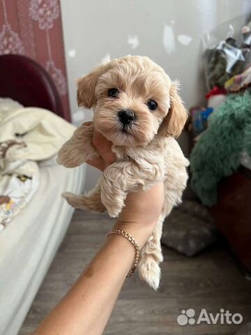 Мальтипу Ф1 шикарная девочка карамель