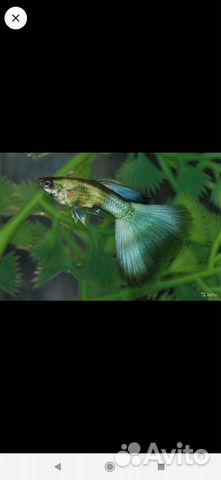 Гуппи синие