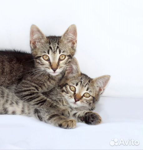 Котята-полосатики в добрые руки