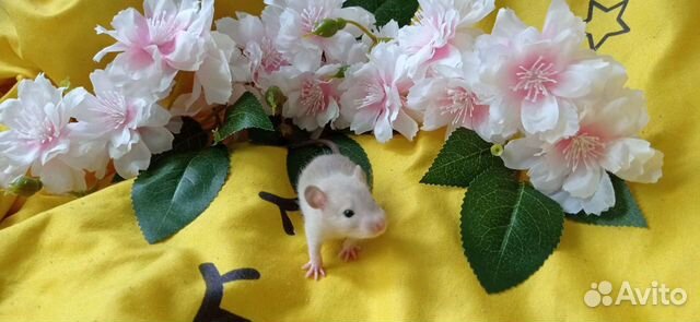 Сиамские Крысята