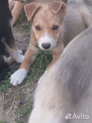 Щенки 1.5 мес (помесь хаски)